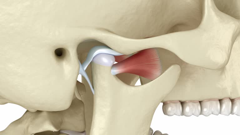 Temporomandibular Joint (TMJ): Anatomy, Blood Supply, Innervation
