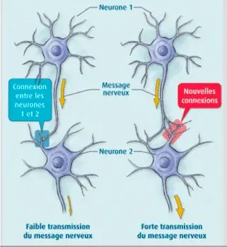 Biochemistry and neurophysiology in re-education of deglutition