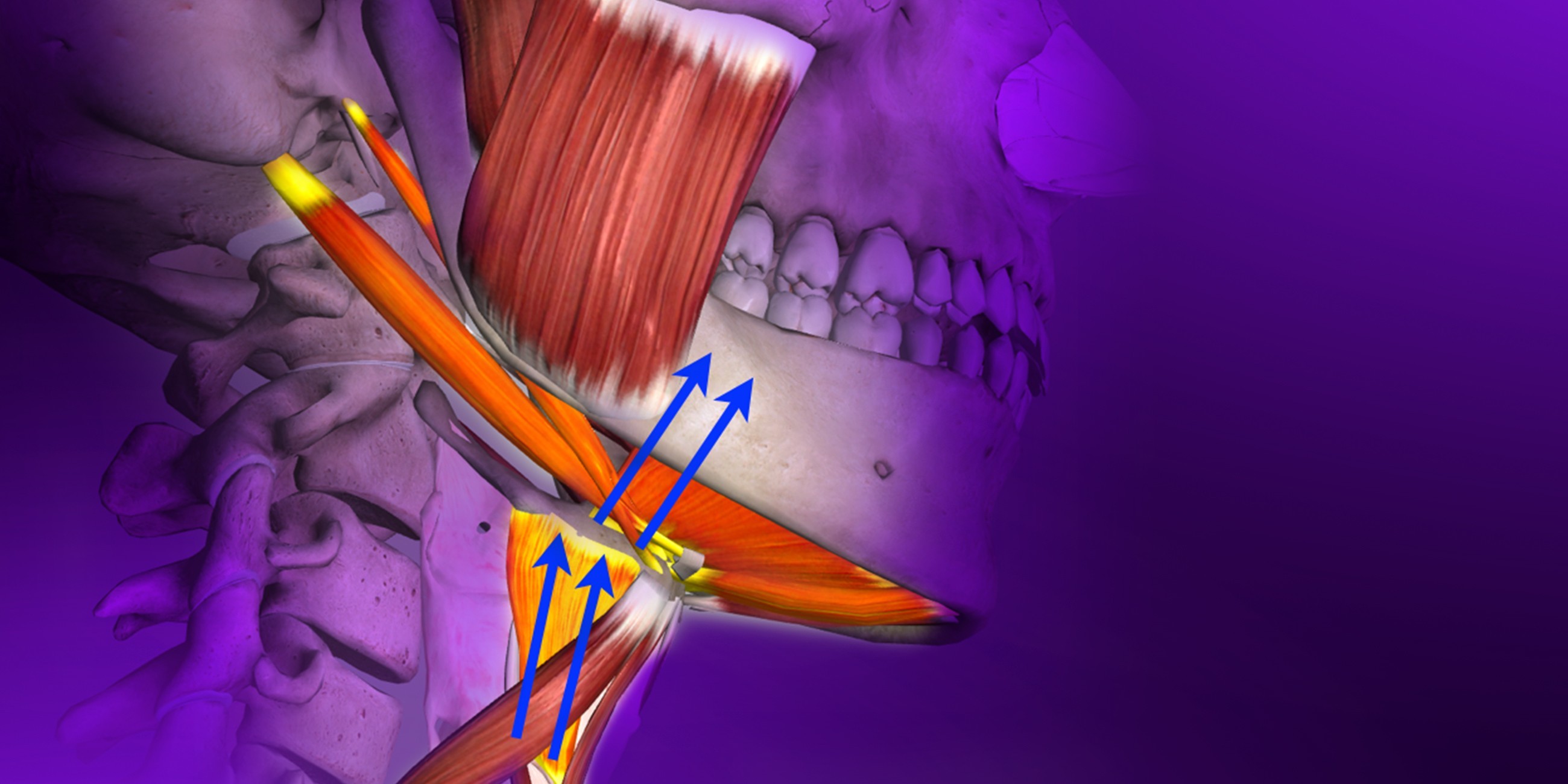 Basic Concepts of Gnathology and Physiological Occlusion