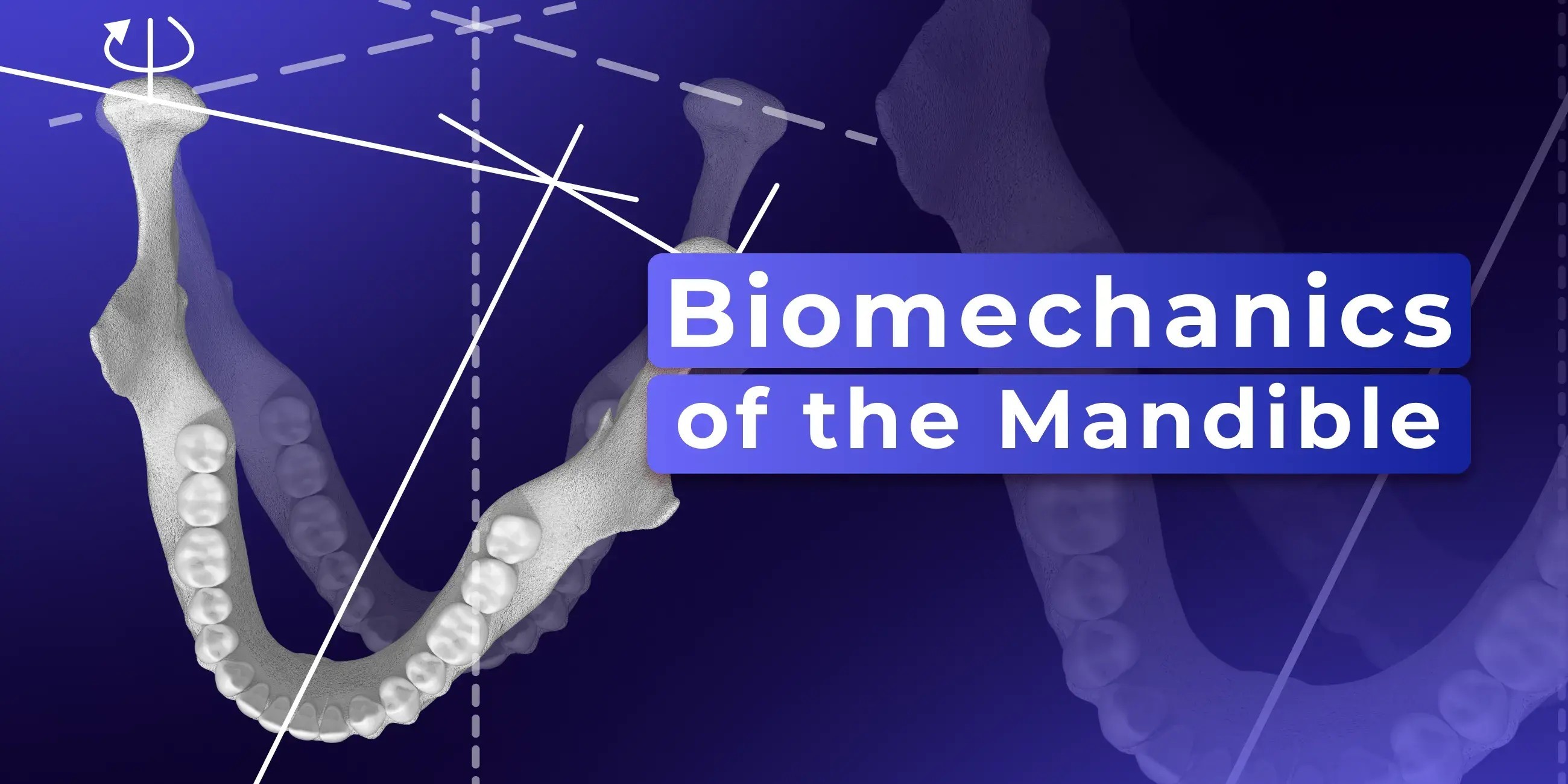 Biomechanics of the Mandible: Accurate Diagnosis for Successful TMD ...