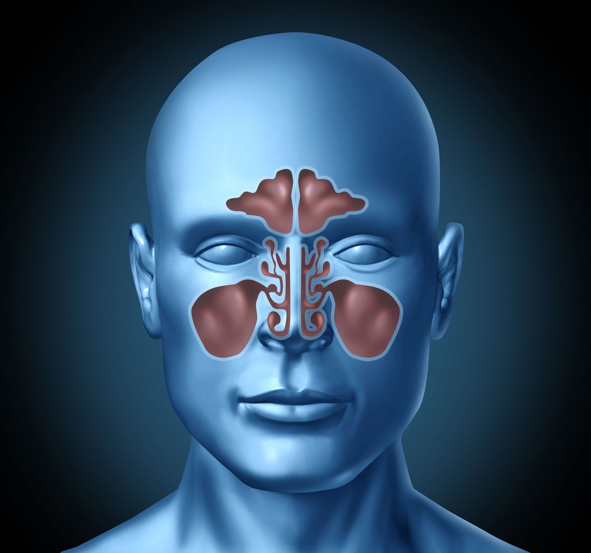 Anatomical Rationale for Sinus Lifting