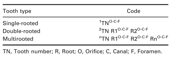 Understanding Root and Root Canal Morphology for Endodontic Treatments